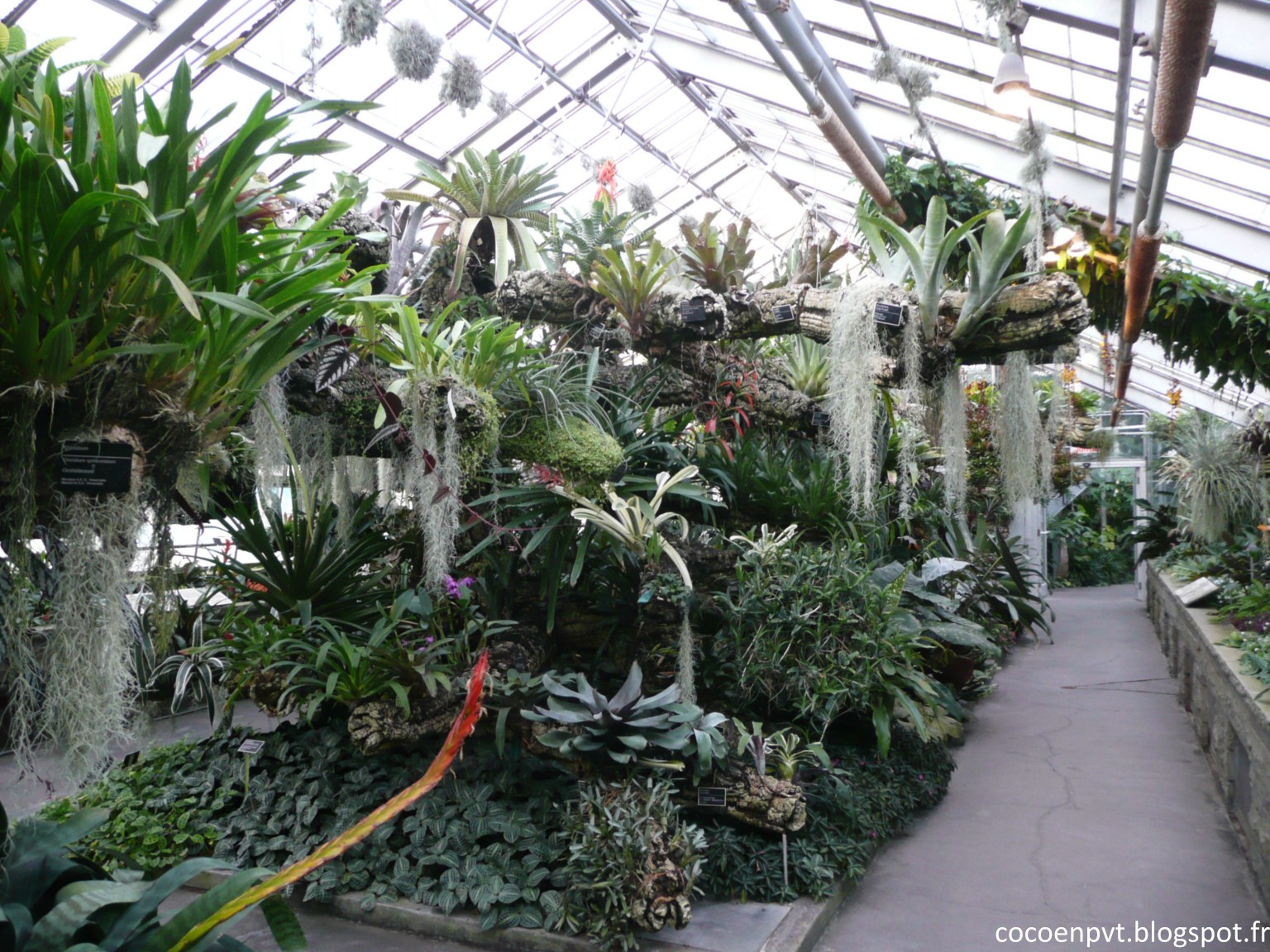 Coco en PVT: Les serres du jardin botanique
